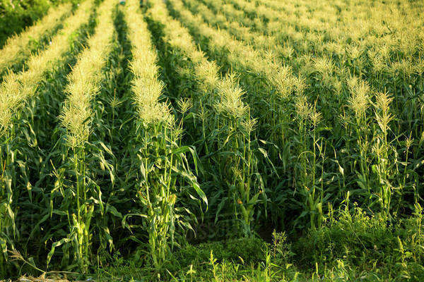 Agriculture - Field of mature sweet corn plants in afternoon sunlight ...