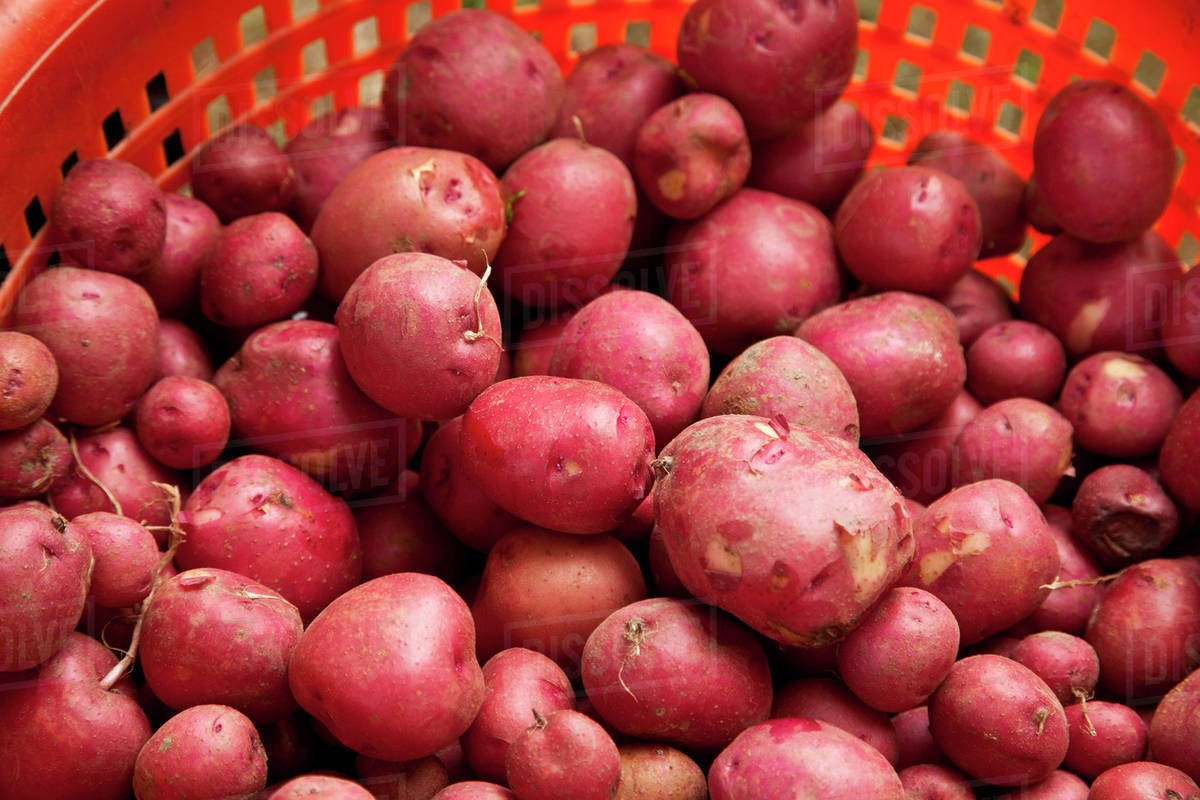 Agriculture - Red new potatoes on display at Hope Street Farmers Market ...