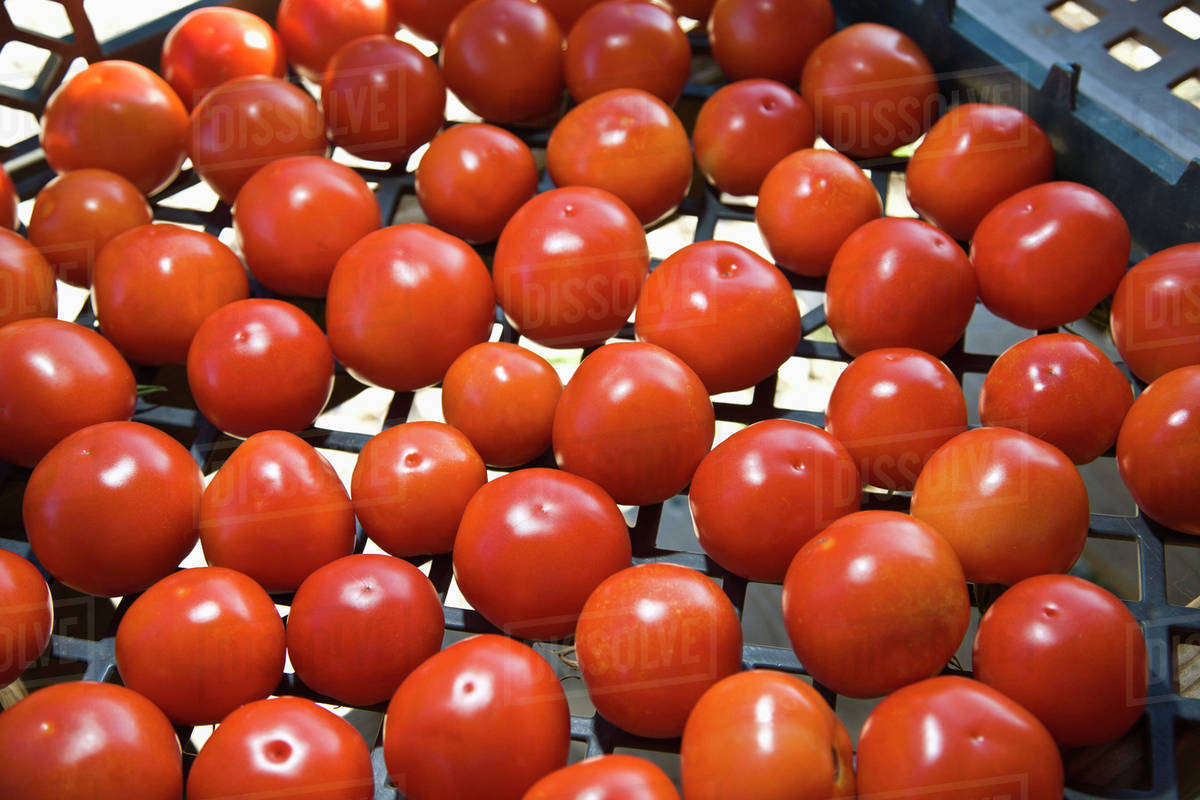 Agriculture - Fresh Market greenhouse tomatoes on display at a local ...