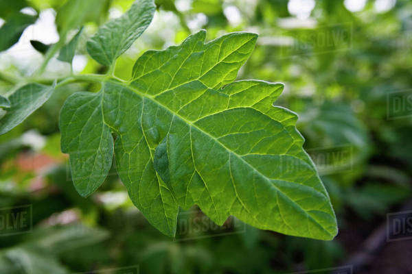 Agriculture - Mature healthy leaf of a Fresh Market tomato plant in the ...