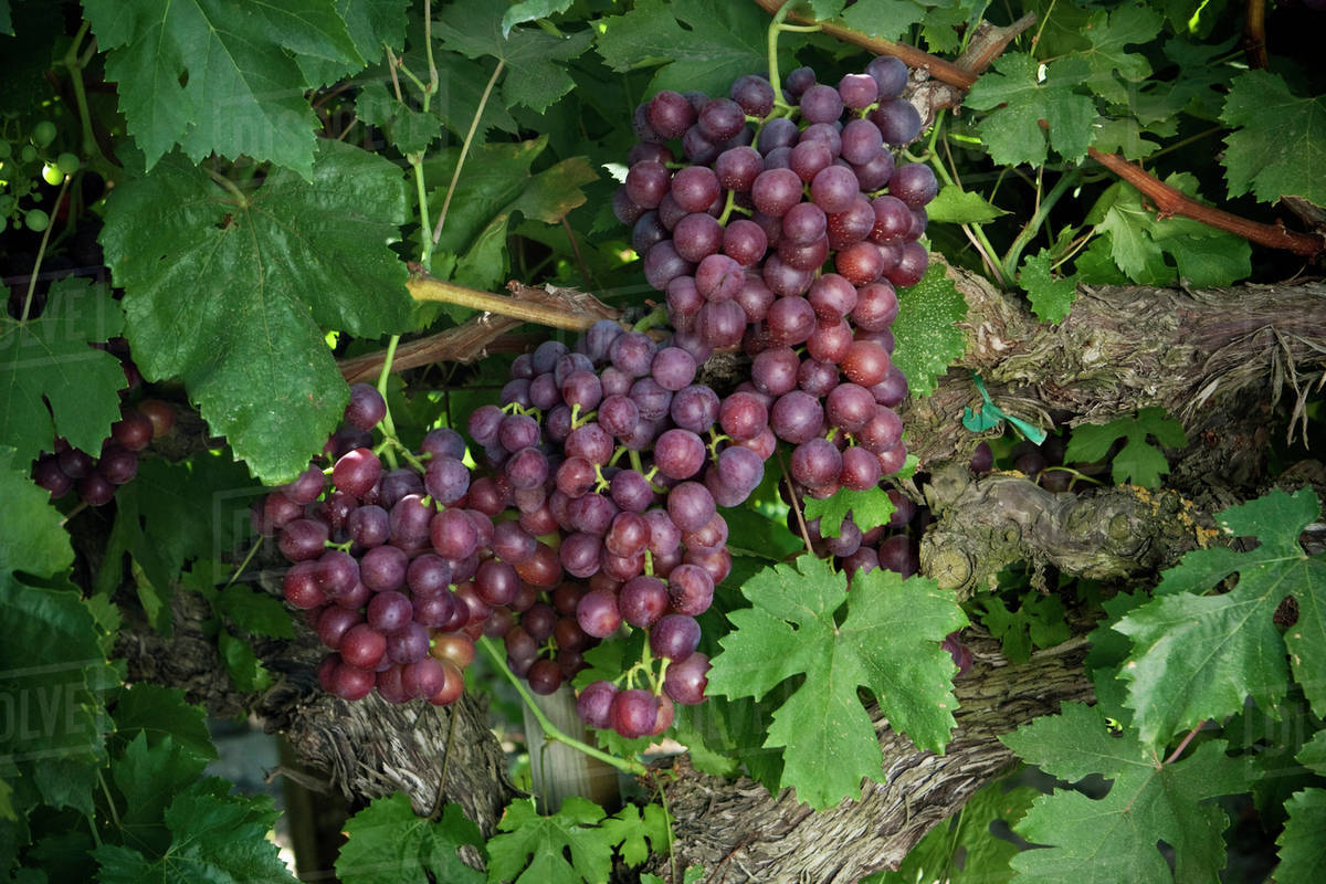 Agriculture - Closeup of mature harvest ready Red Flame table grape ...