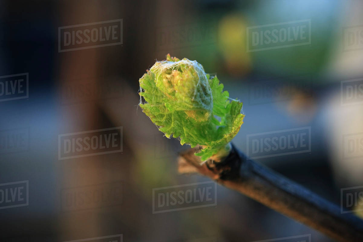 Agriculture - Closeup of early Spring foliage growth at the late bud ...
