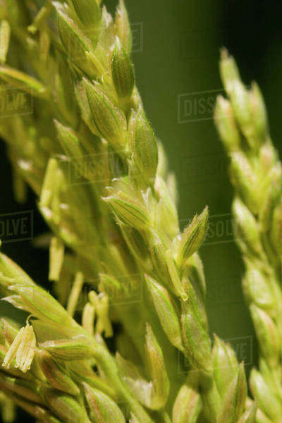 Agriculture - Closeup of grain corn tassels showing the detail of the ...