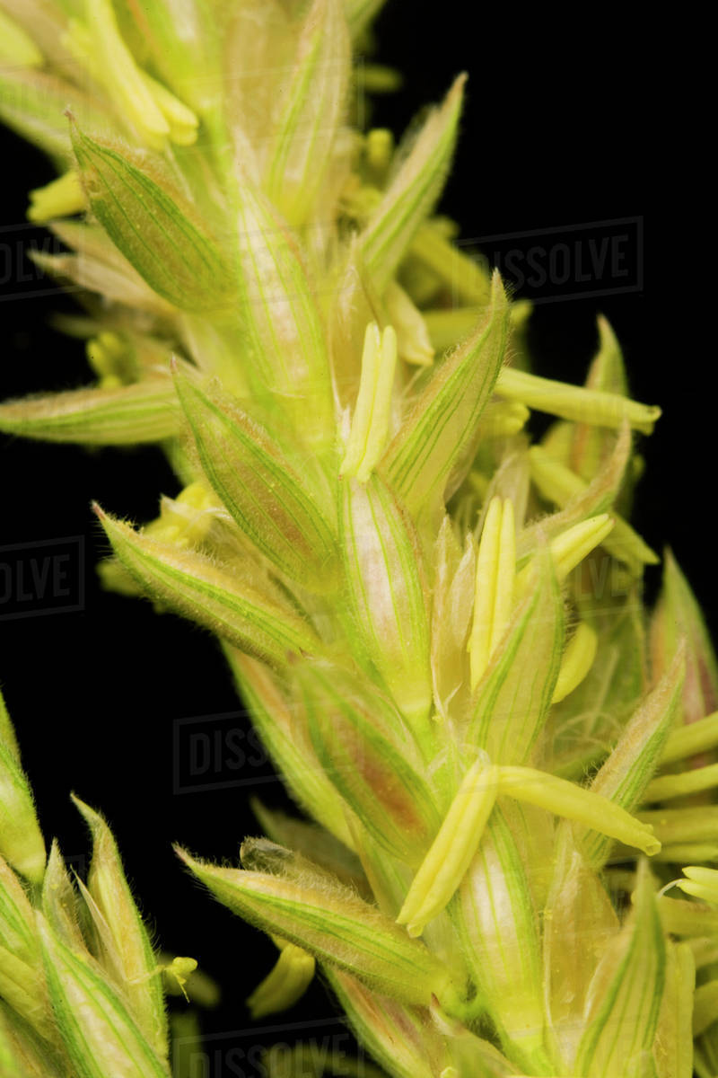 Agriculture - Closeup of grain a corn tassel showing the detail of the ...