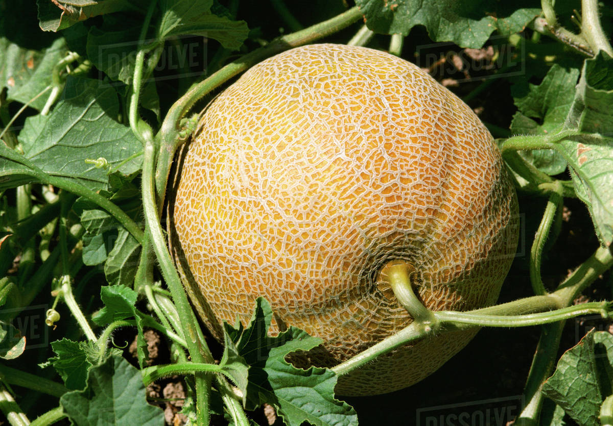 Agriculture - Produce, Galia type green fleshed melon on the vine ...