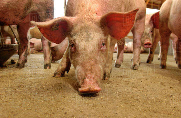 Livestock - A hog sniffing the floor in a hog confinement facility ...