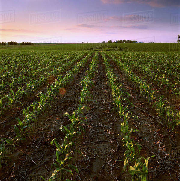 Agriculture - Slightly rolling early growth grain corn field in early ...