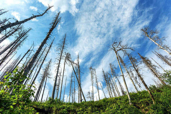 Grouping of standing dead trees from a forest fire with green ...