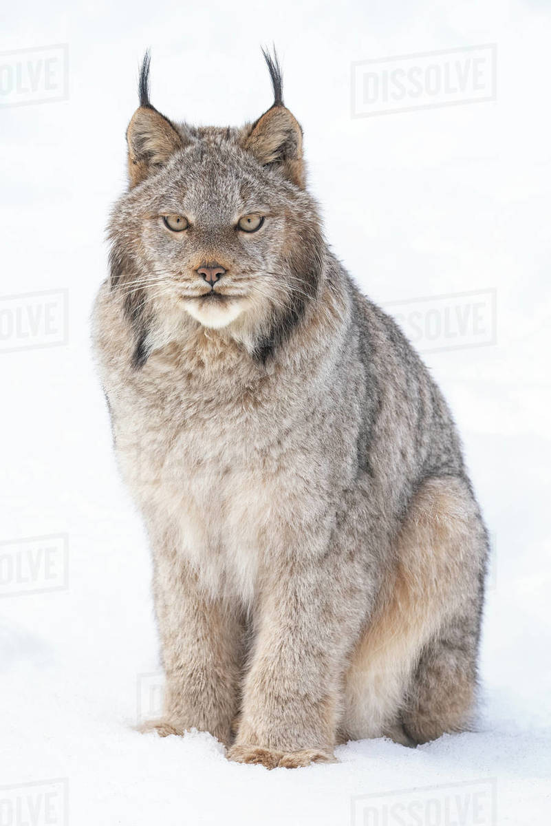 Close up portrait of a Canadian Lynx (Lynx canadensis) in the snow ...