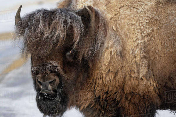 Bison with great hair looking at the camera and standing in the snow in ...