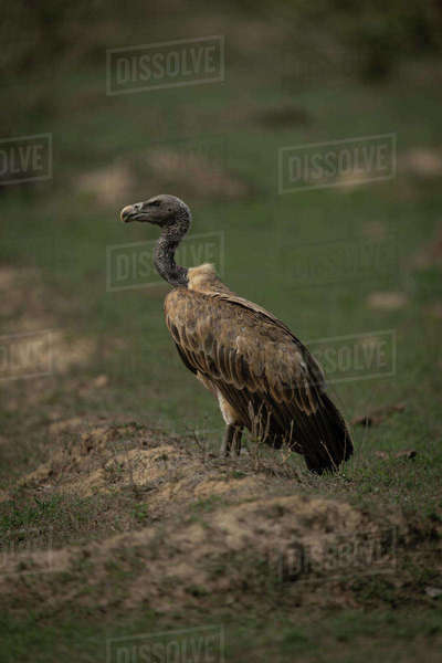 Portrait of Indian vulture (Gyps indicus) standing on a sandy bank in ...