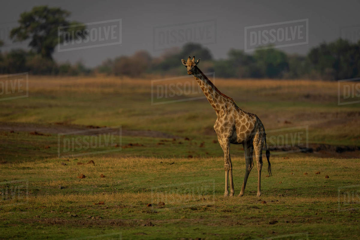Portrait of female southern giraffe (Giraffa giraffa) standing on short ...