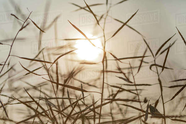 Close-up silhouette of tall grasses backlit by a bright sun at twilight ...