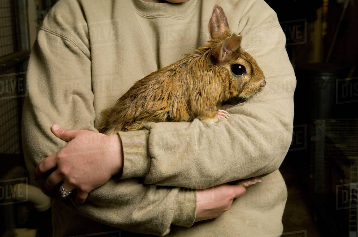 Springhaas (Pedetes capensis) held in the arms of a female zookeeper at ...