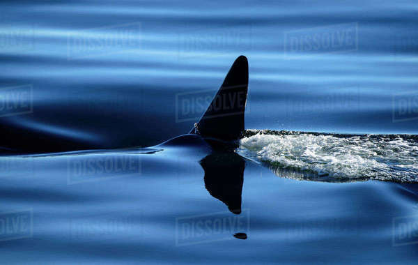 Dorsal fin of an Orca, or Killer whale (Orcinus orca), breaks the ...
