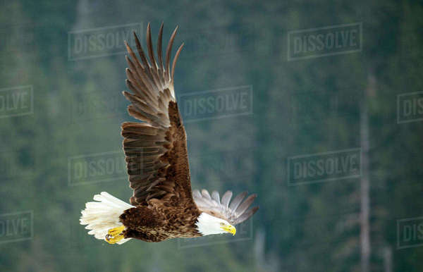 Bald eagle (Haliaeetus leucocephalus) in flight with a forest in the ...
