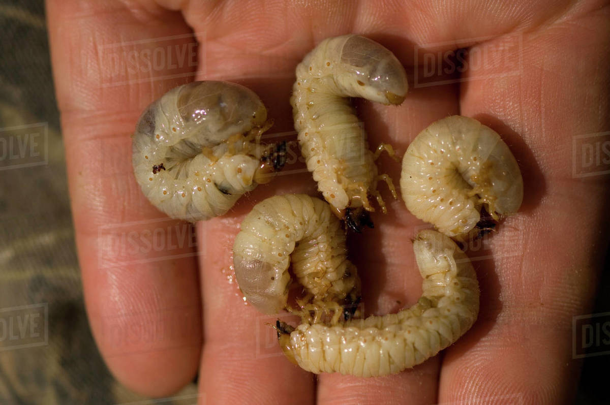 Hand holding large wood grubs, which provide food for birds such as ...