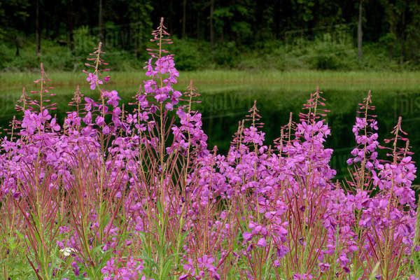 Fireweed (Chamaenerion angustifolium), Yukon's official flower, blooming on the shore; Yukon ...