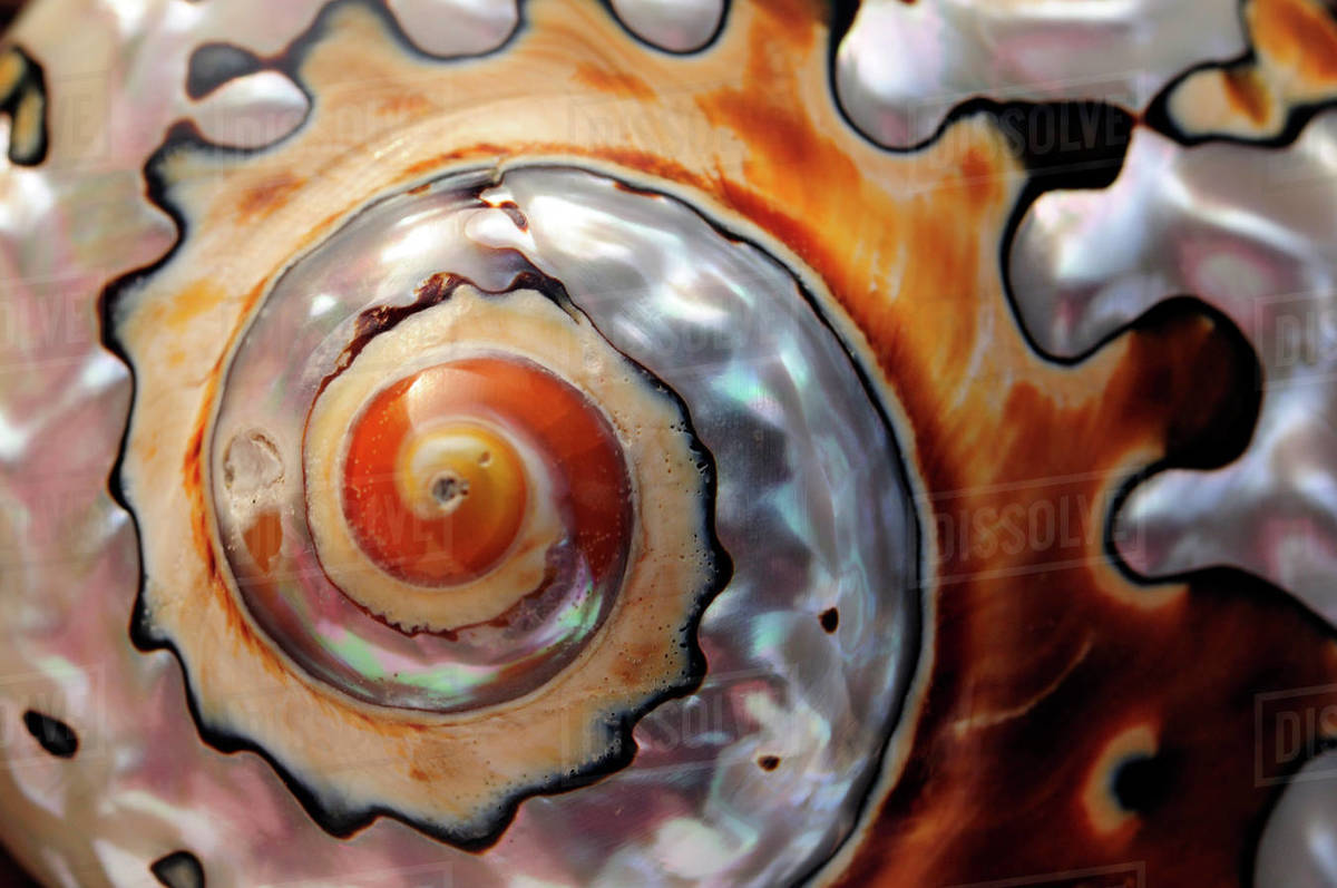 Close up of a polished moon snail shell.; Honolulu, Oahu Island ...