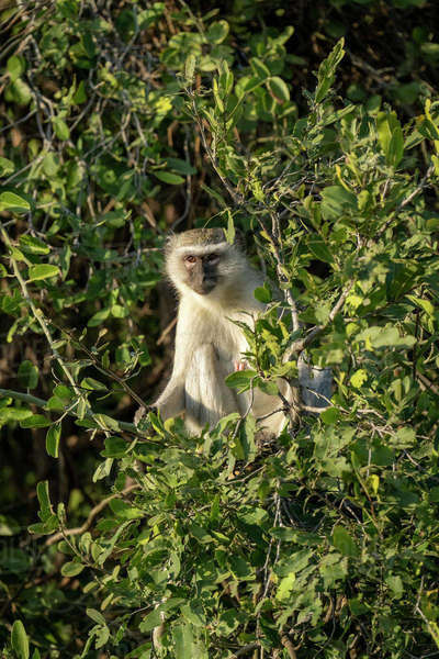 Vervet monkey (Chlorocebus pygerythrus) sits in tree watching camera in ...