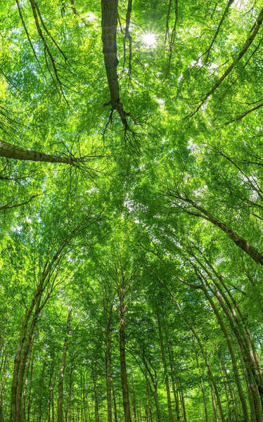 The beautiful summer foliage in the forests of Ontario become a vibrant ...