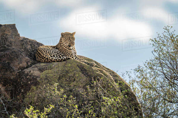 Leopard (Panthera pardus) lies on rocky outcrop by trees; Kenya - Stock ...