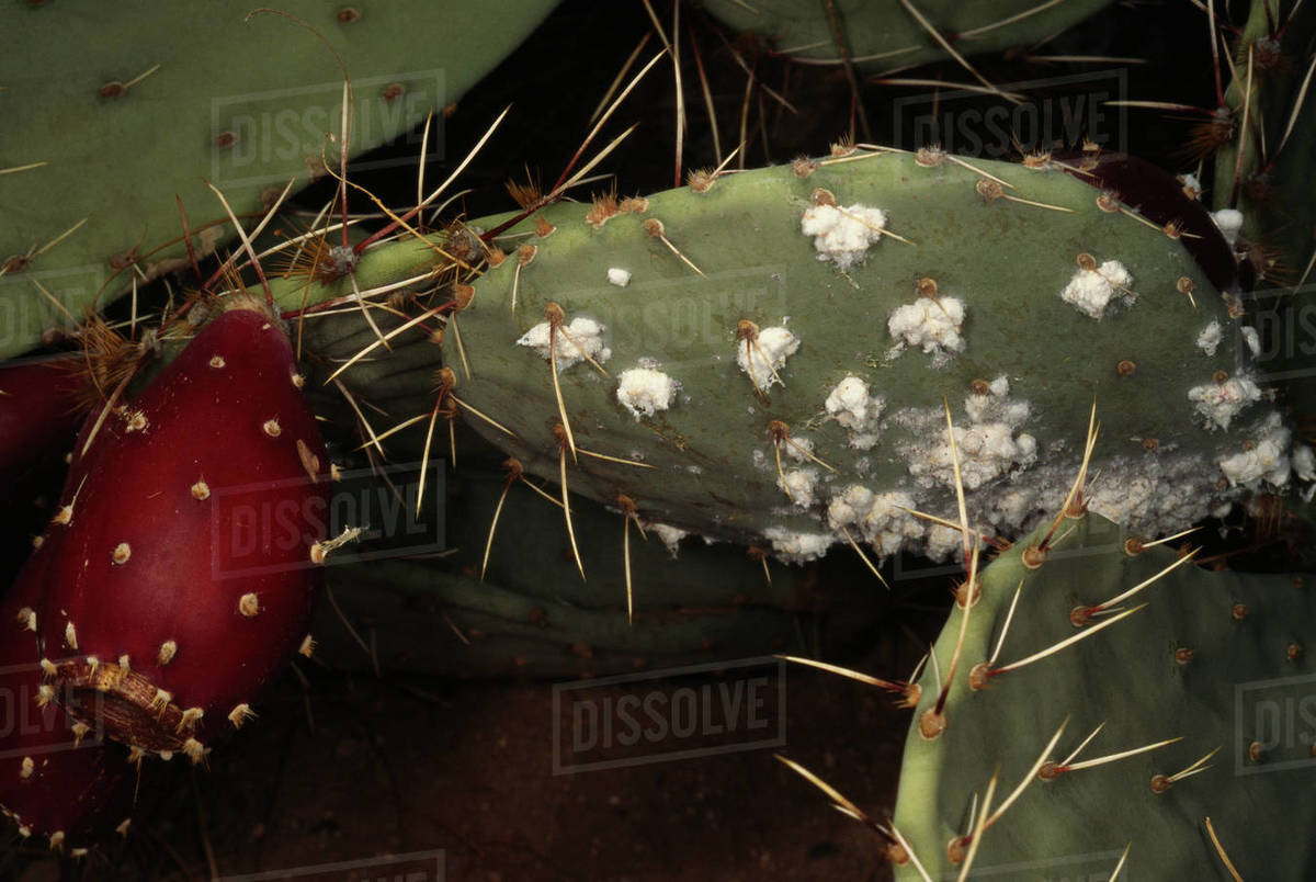Opuntia cactus pad infested with cochineal scale insects which make a ...