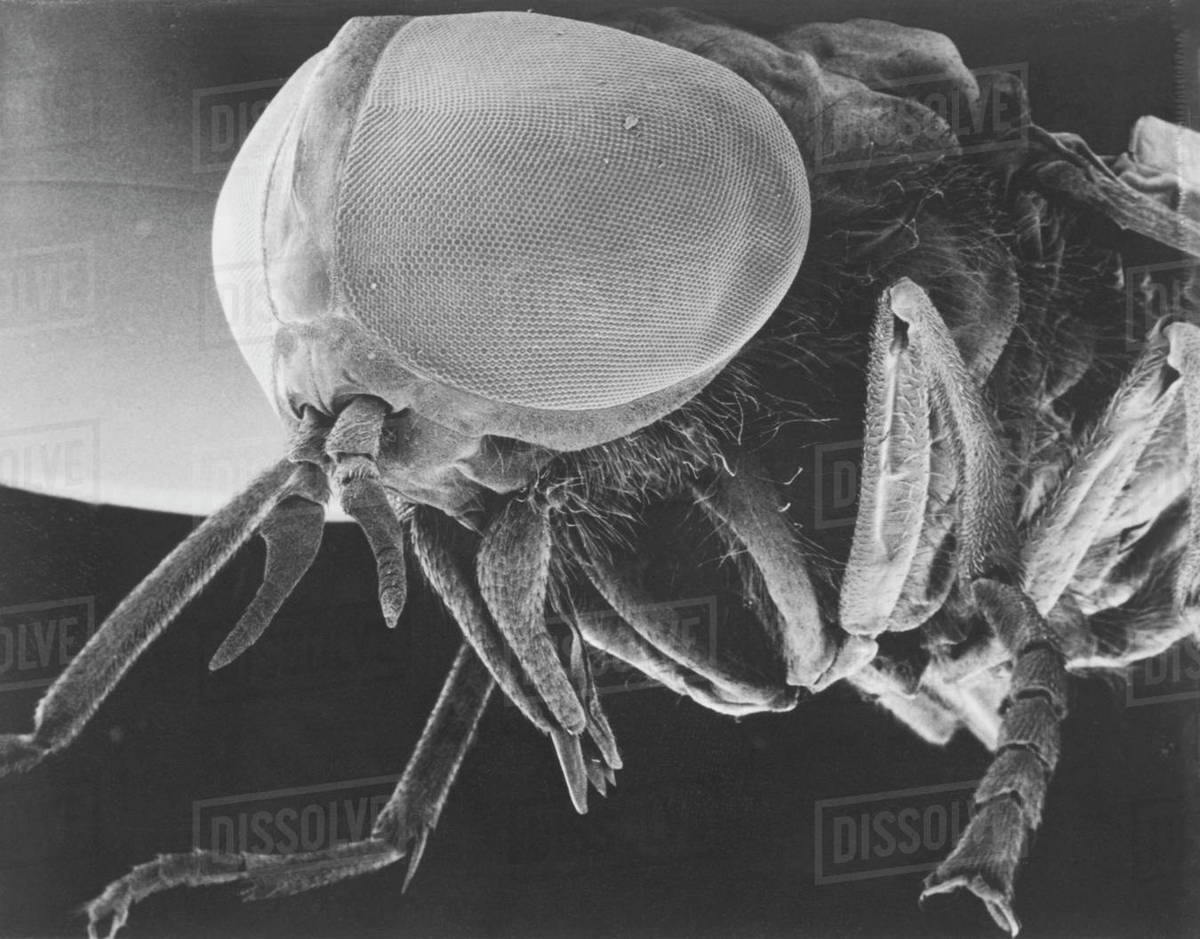Scanning electron microscopic view of a greenhead fly, Tabanus ...
