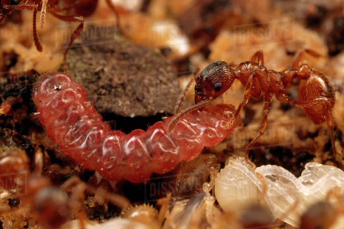 Myrmica ants tend to an alcon blue butterfly larva in the ant's nest ...