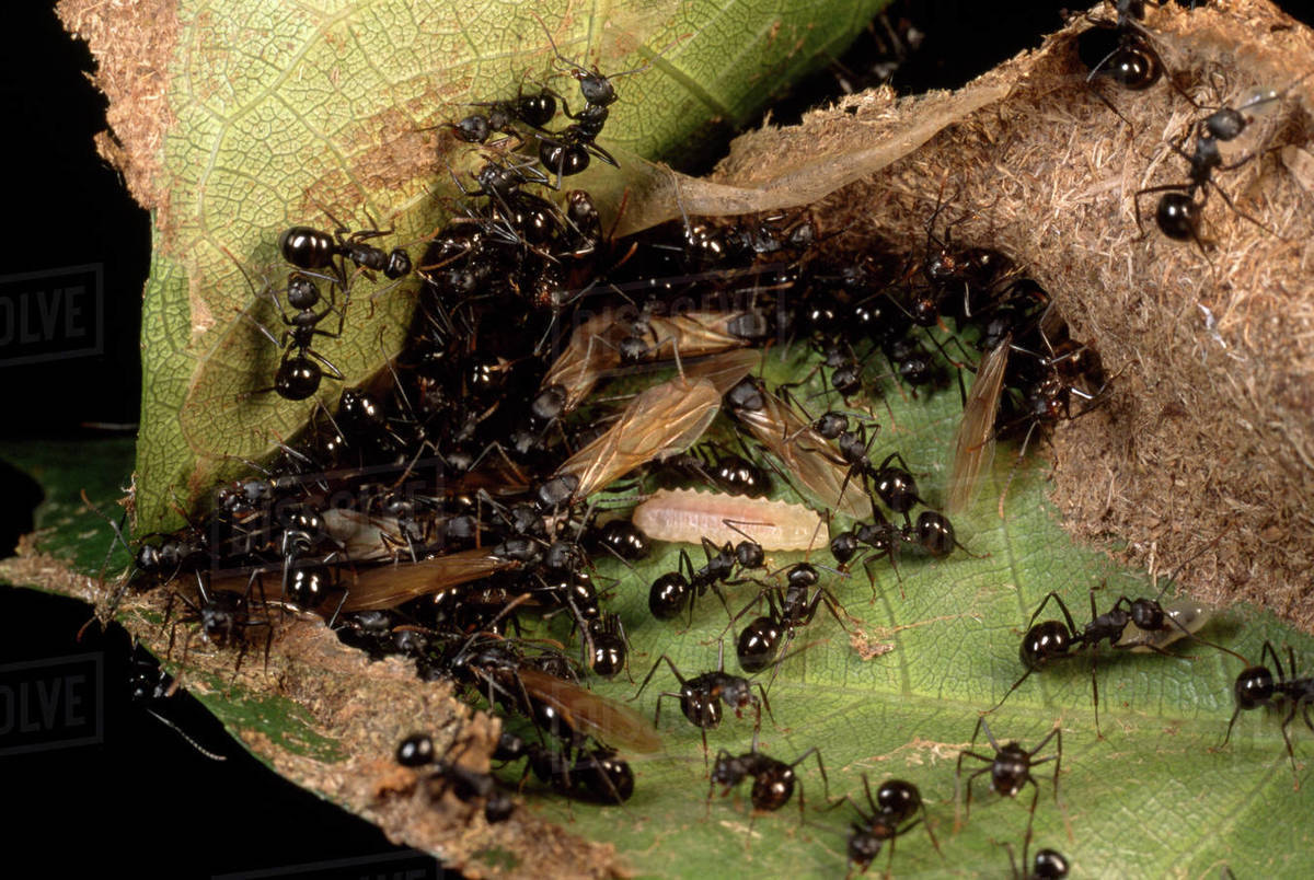 An ant nest opened to reveal a carnivorous Arhopala wildei larva ...