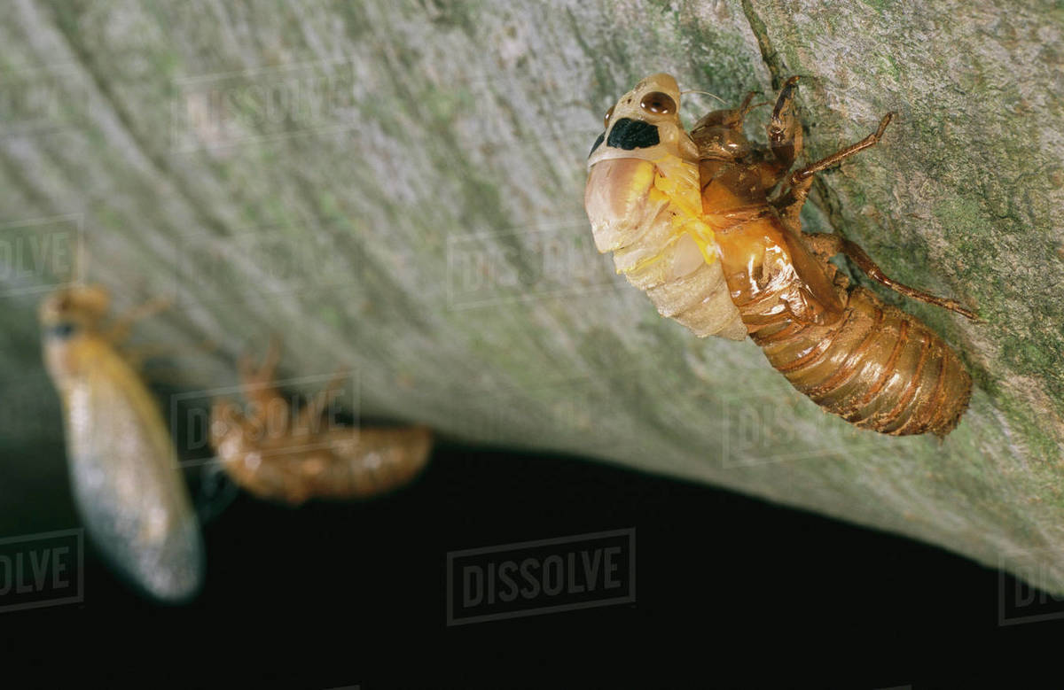 Brood X, 17-year cicadas emerge from their nymphal exoskeletons ...