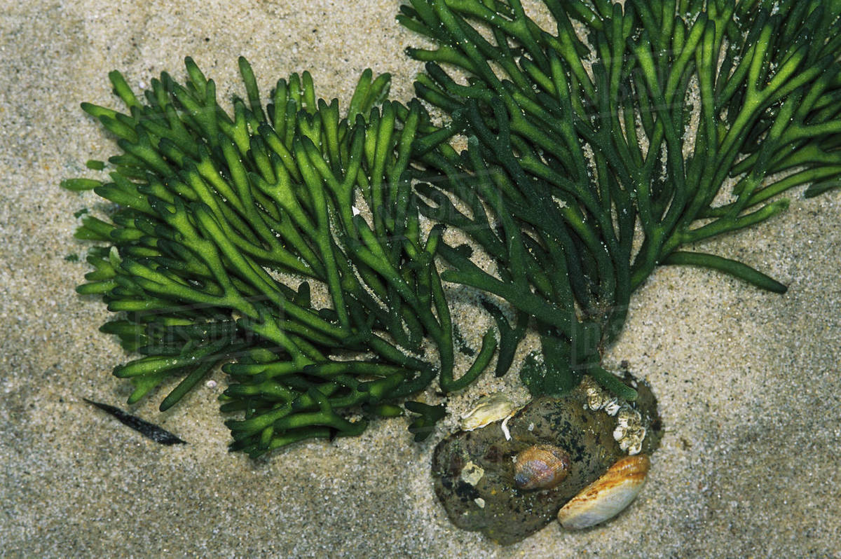 Tufts of Codium sp. seaweed and various shells attached to a rock ...