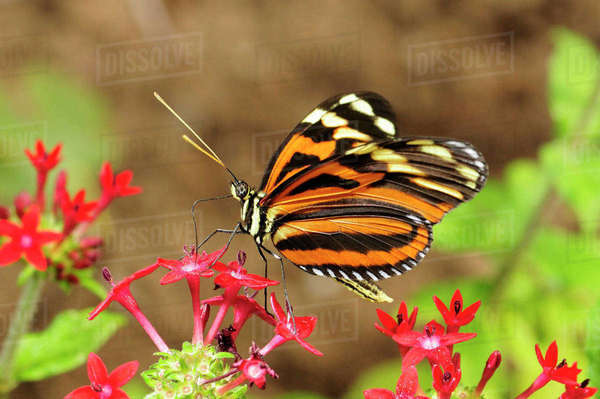 A Heliconius butterfly drinking nectar and pollinating red flowers ...