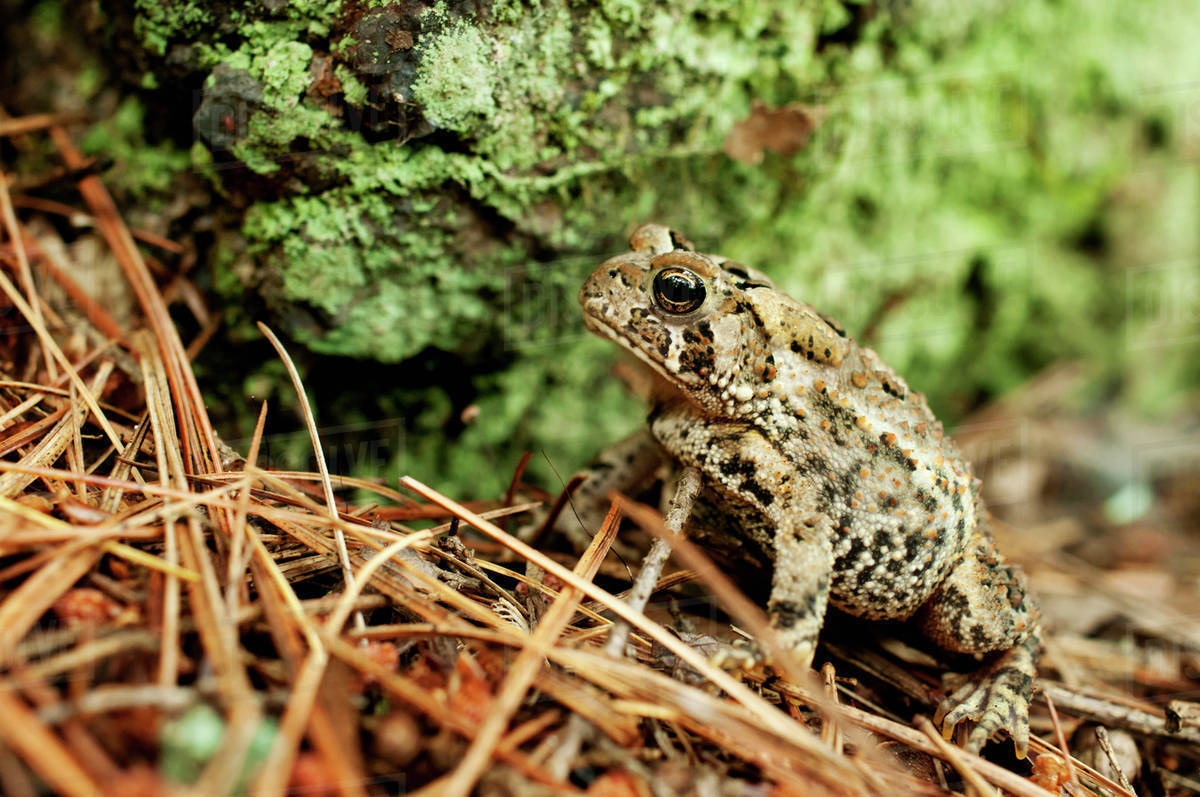 Eastern American Toad (Bufo Americanus Americanus), Gatineau Park ...