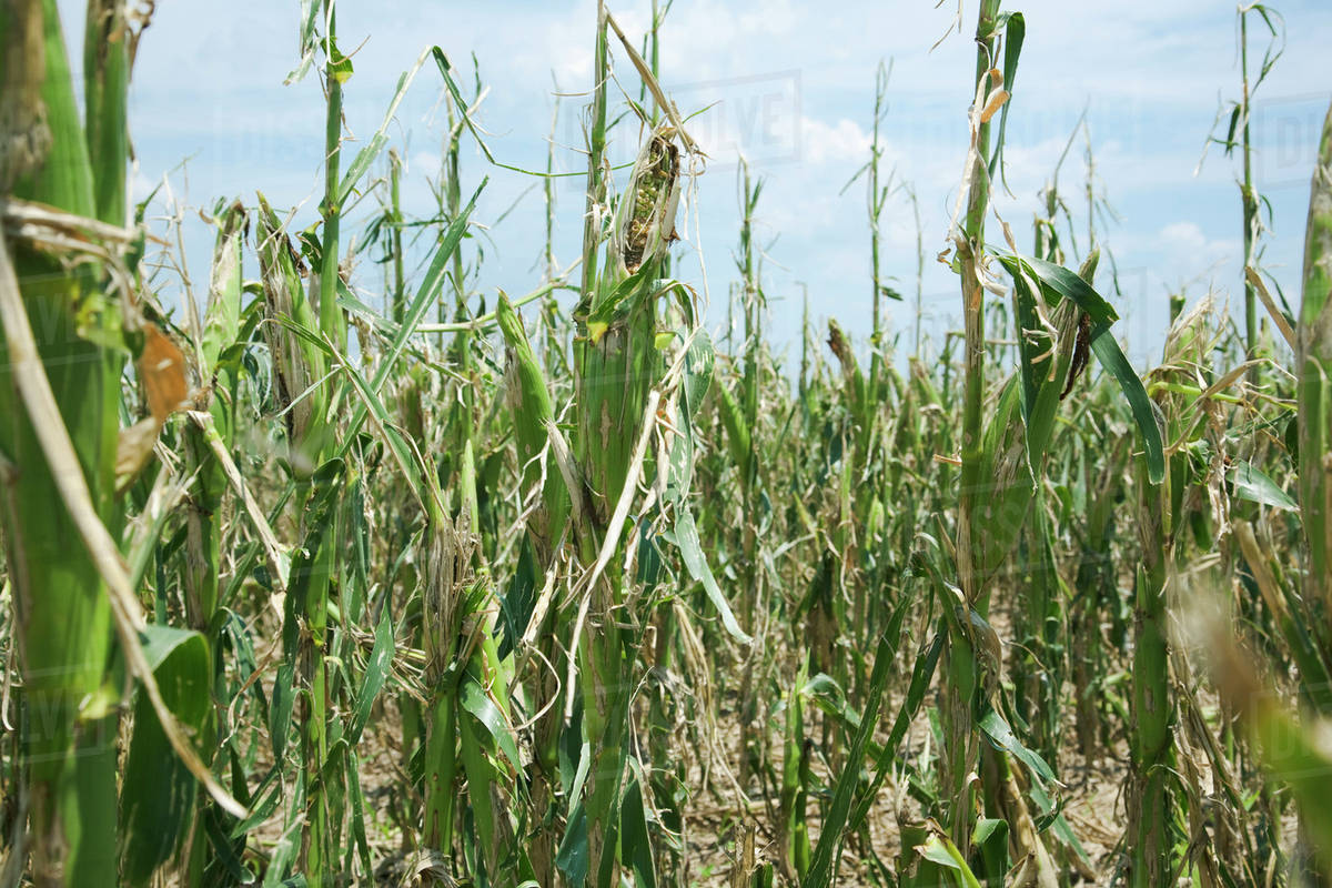 Agriculture - Mid growth grain corn field completely destroyed by a ...