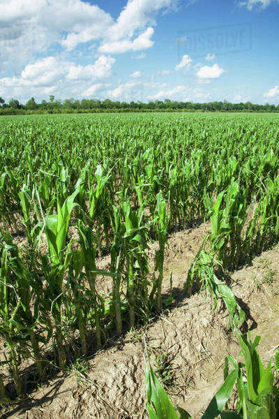 Agriculture - Mid growth grain corn field completely destroyed by a ...