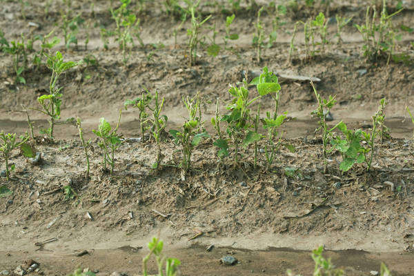 Agriculture - Soybean plants severely damaged by a powerful late Spring ...