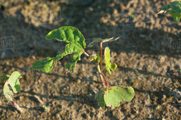 Agriculture - Early growth soybean plants severely damaged by a ...