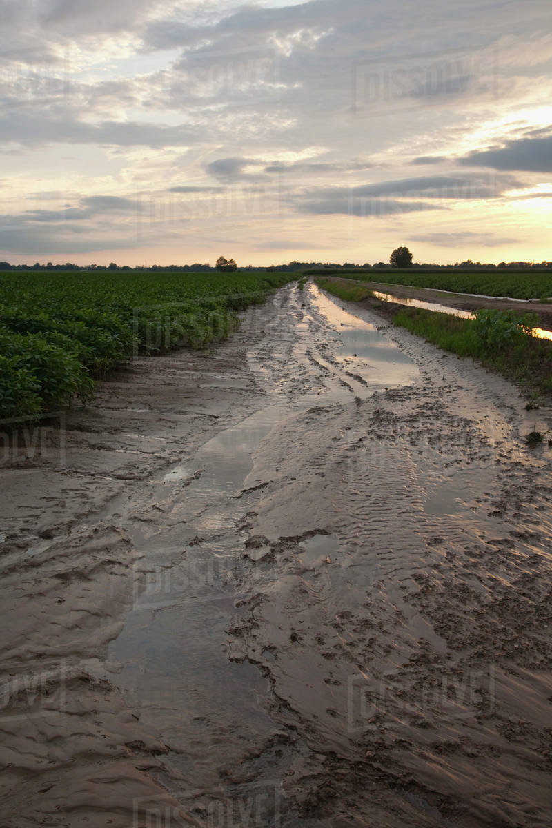 Agriculture - Sunset light is reflected in the runoff and soil erosion ...