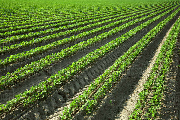 Agriculture - Rows of early growth soybean plants. This crop was twin ...