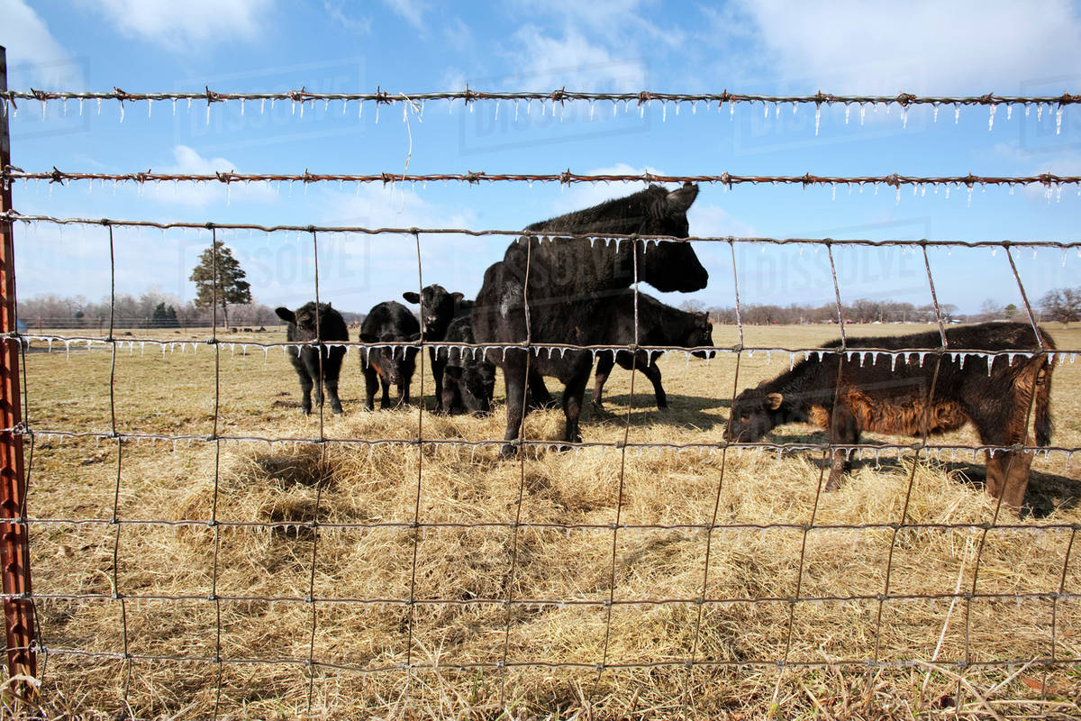 Livestock - Black Angus beef cattle feed on hay on a dry, cold winter ...