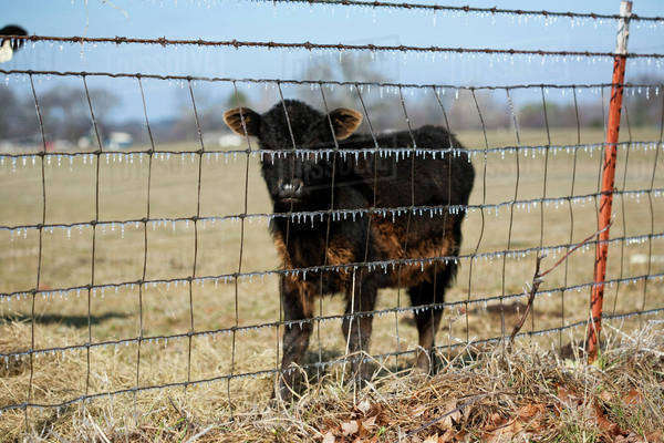 Livestock - Black Angus beef calf on a dry, cold winter pasture through ...