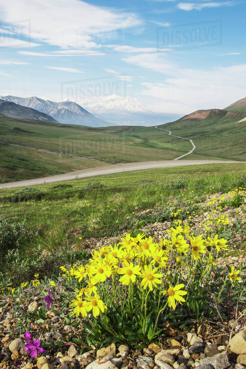 Wildflowers Grow Out Of A Gravel Bank In The Foreground With Mt ...