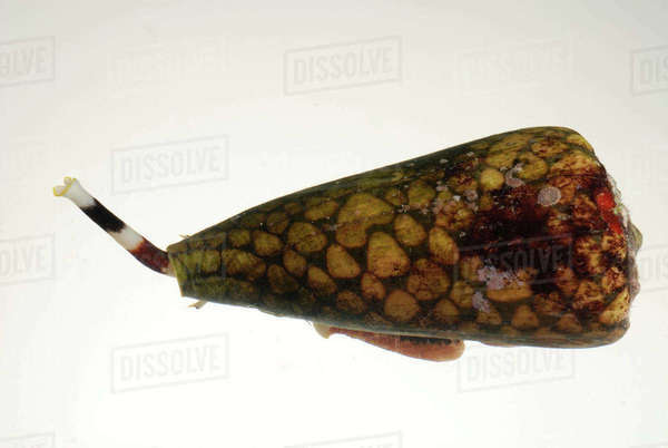 The Marbled cone snail, Conus marmoreus.; Derawan Island, Borneo ...