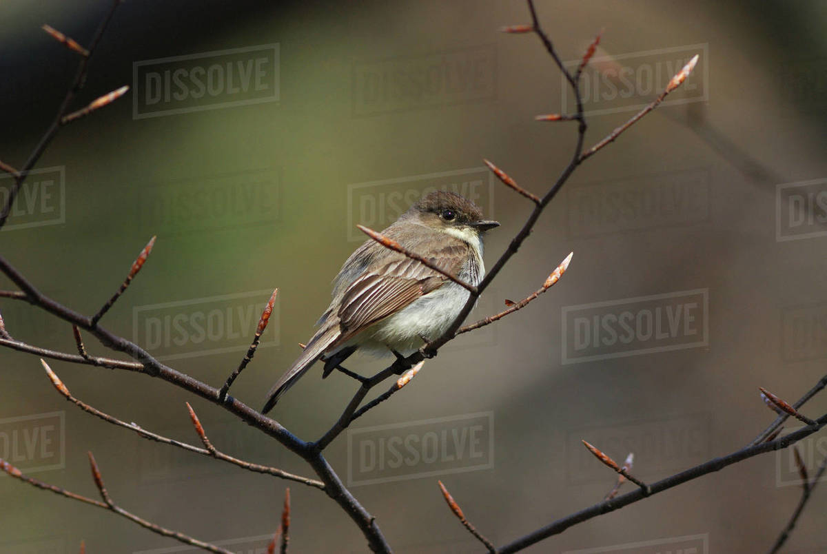 An eastern phoebe sitting on a tree branch in the springtime ...