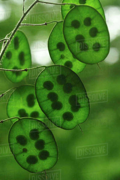 Money plant fruit with seeds visible inside.; Brewster, Cape Cod ...