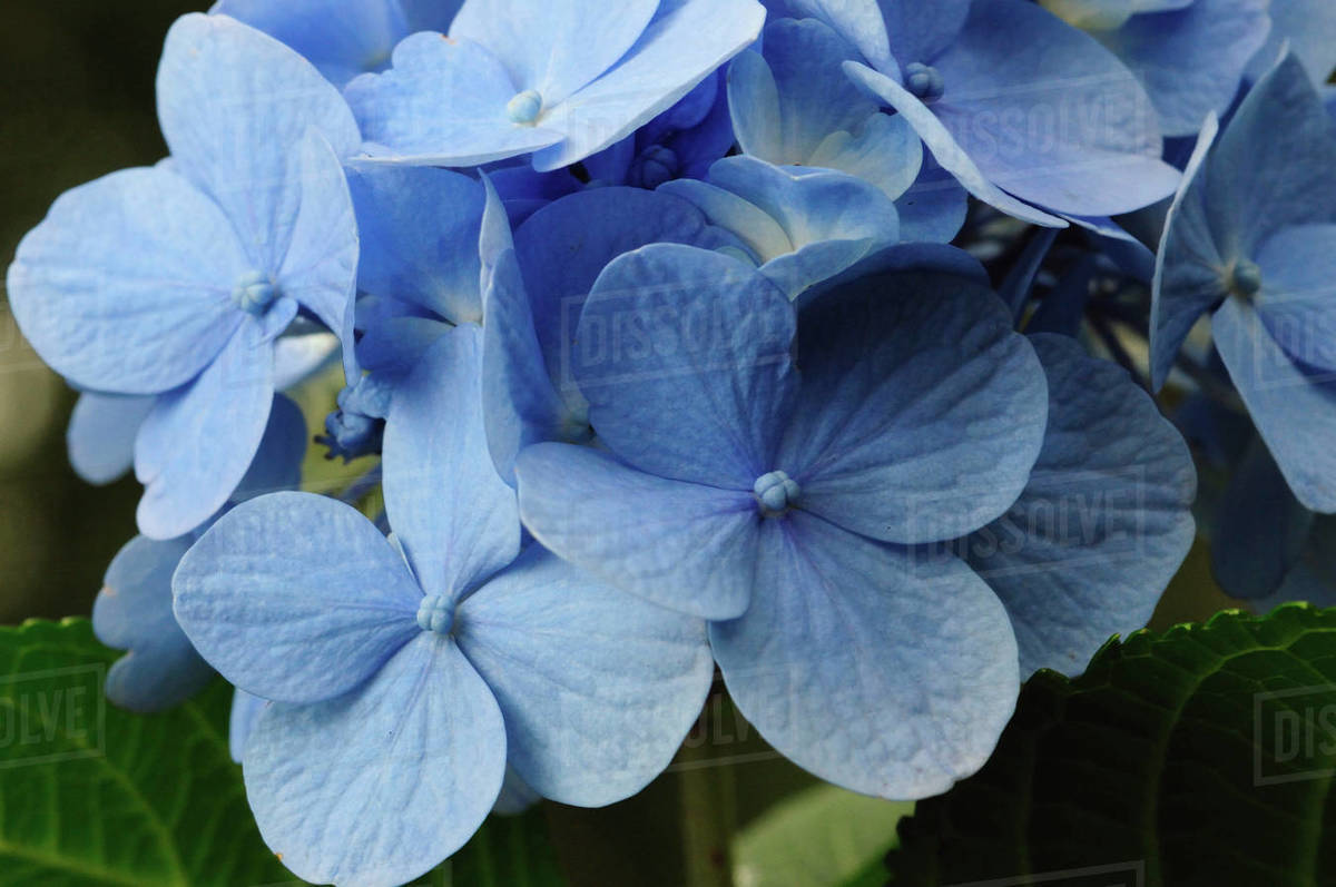Close up of blue hydrangea flowers, Hydrangea macrophylla.; Brewster ...