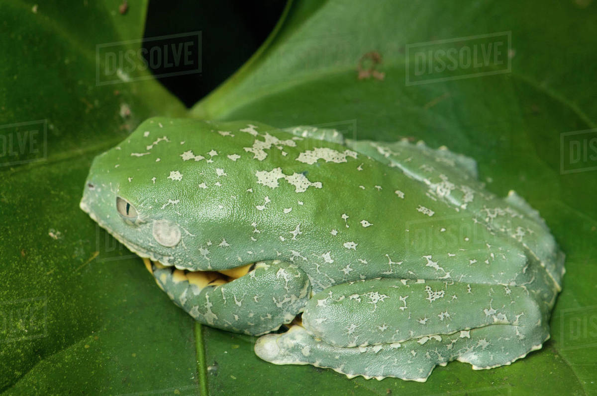 A fringed leaf frog, Cruziohyla craspedopus, resting on a leaf ...