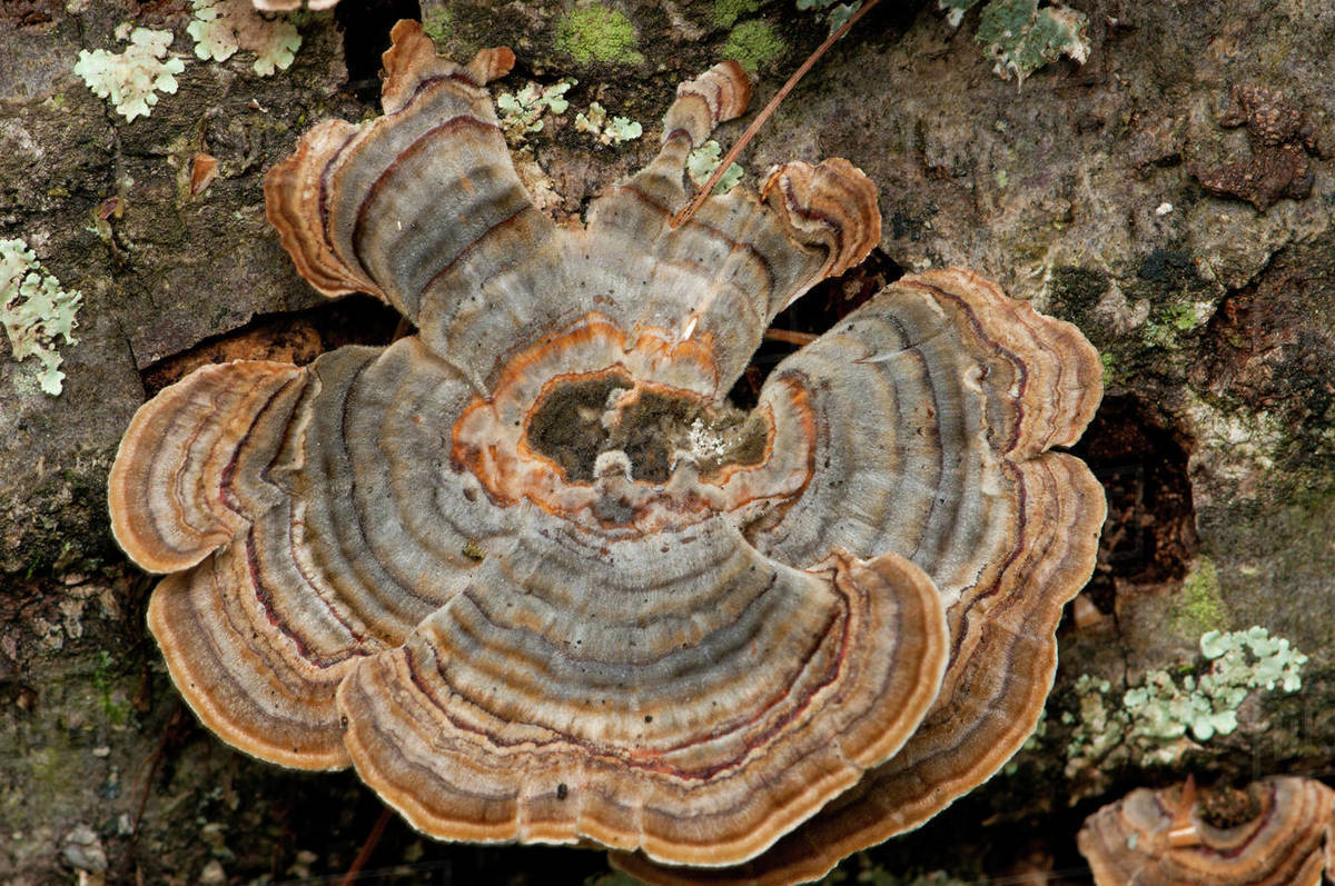A turkey tail fungus, Trametes versicolor, growing on a dead tree trunk ...