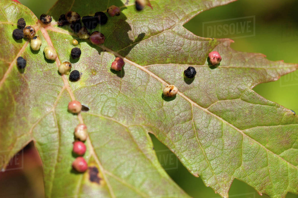 Maple bladder galls caused by mites on a Silver maple leaf.; Concord ...